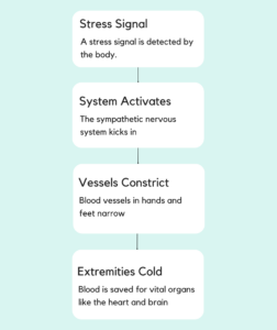 Why Cold Hands and Feet Signal Nervous System Stress | Integrated ...